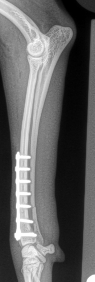 Orthopedic Trauma & Minimally Invasive Fracture Repair - Arizona Canine ...